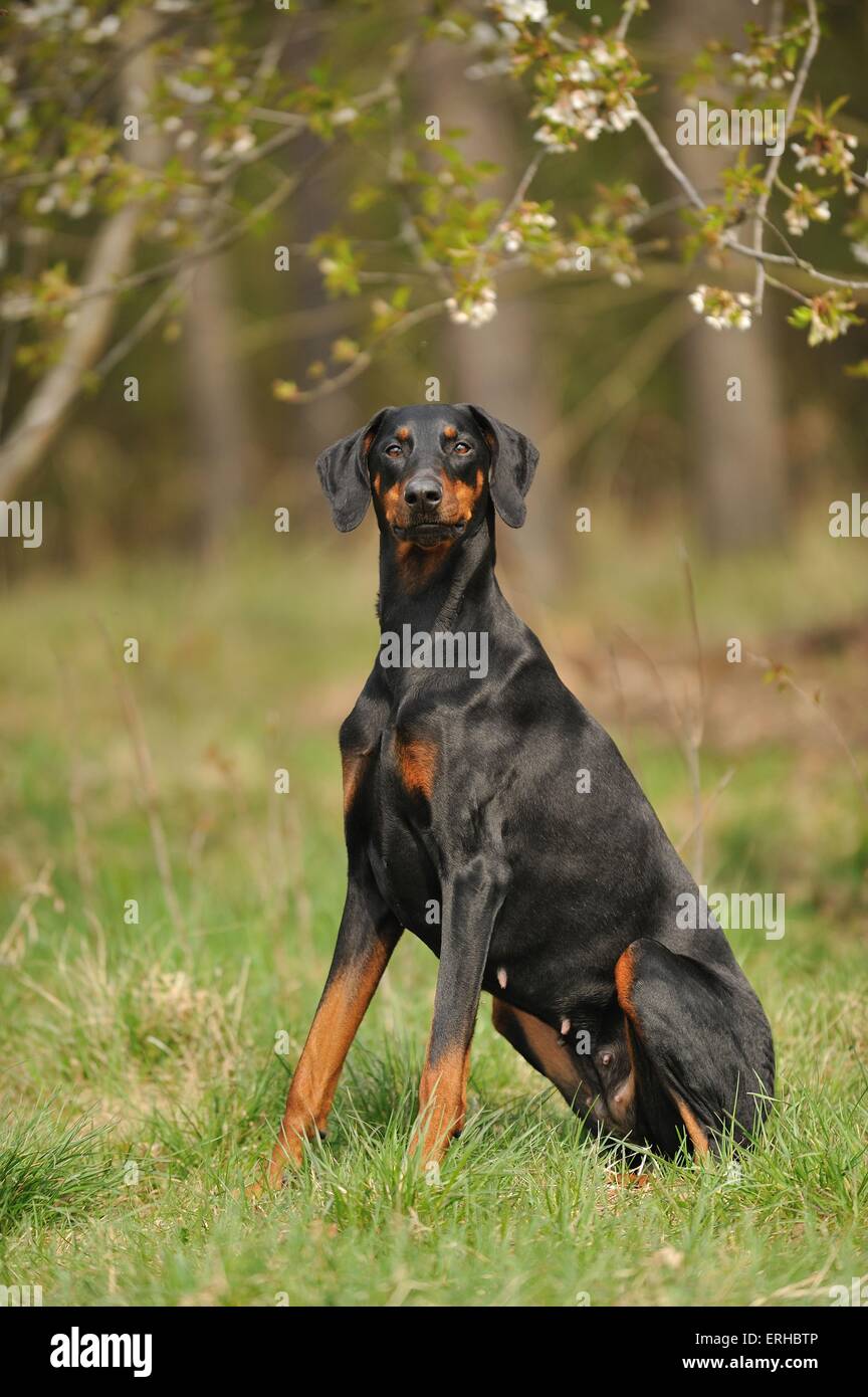 sitting Doberman Pinscher Stock Photo - Alamy