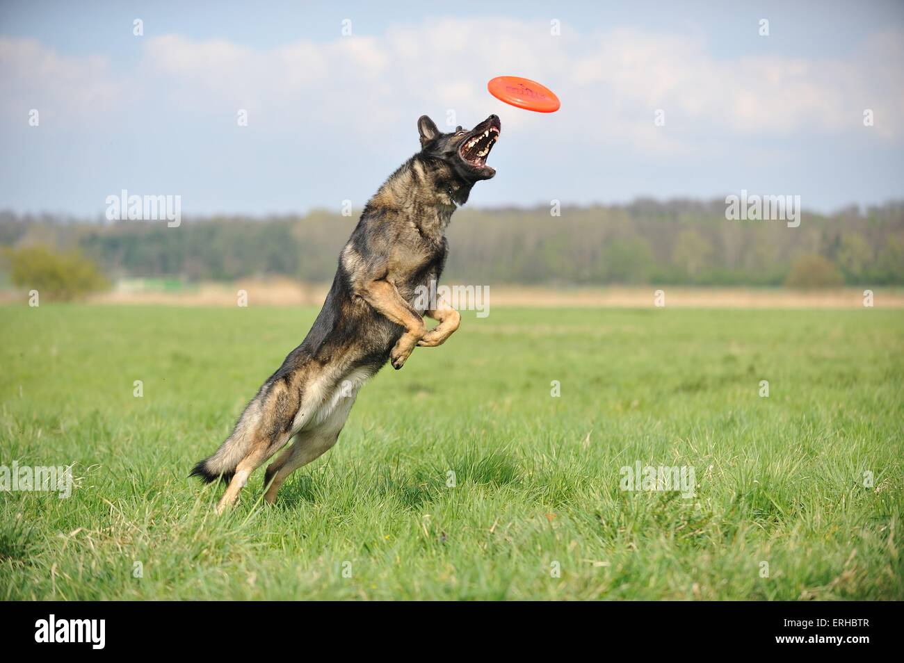 playing German Shepherd Stock Photo - Alamy