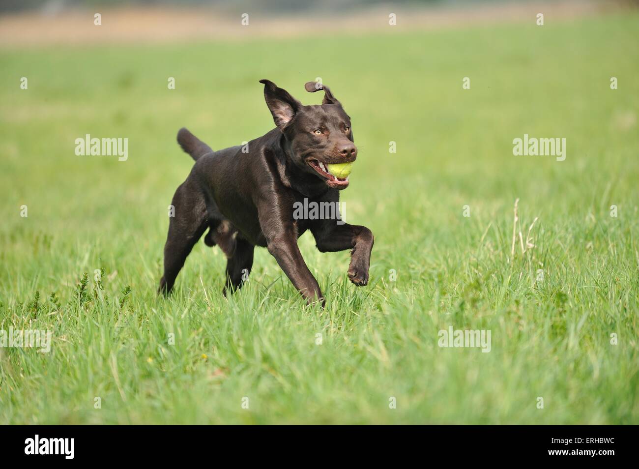 playing Labrador Retriever Stock Photo - Alamy
