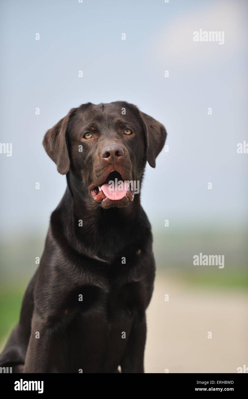 Labrador Retriever Portrait Stock Photo - Alamy