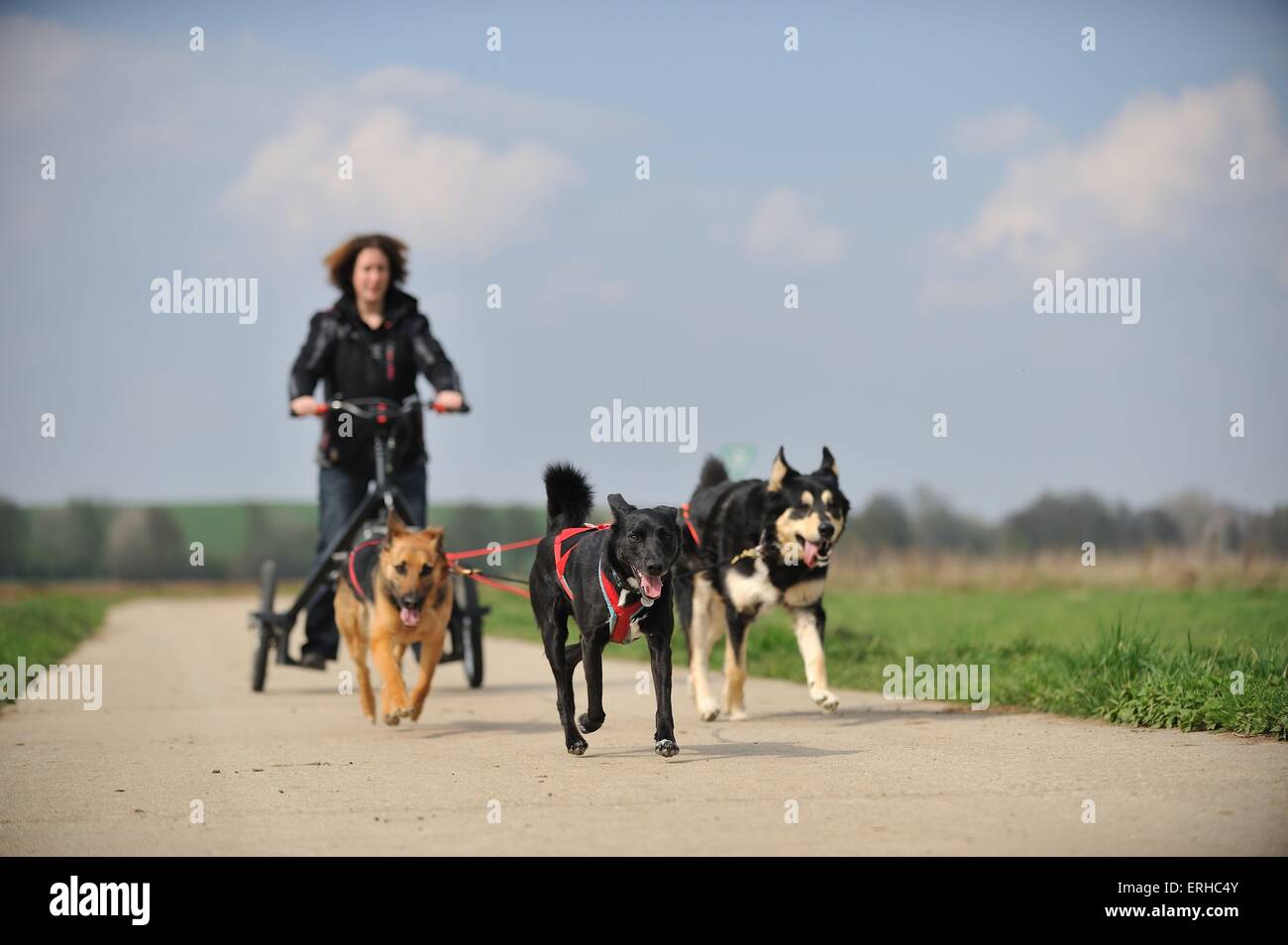 Dog trike hi-res stock photography and images - Alamy
