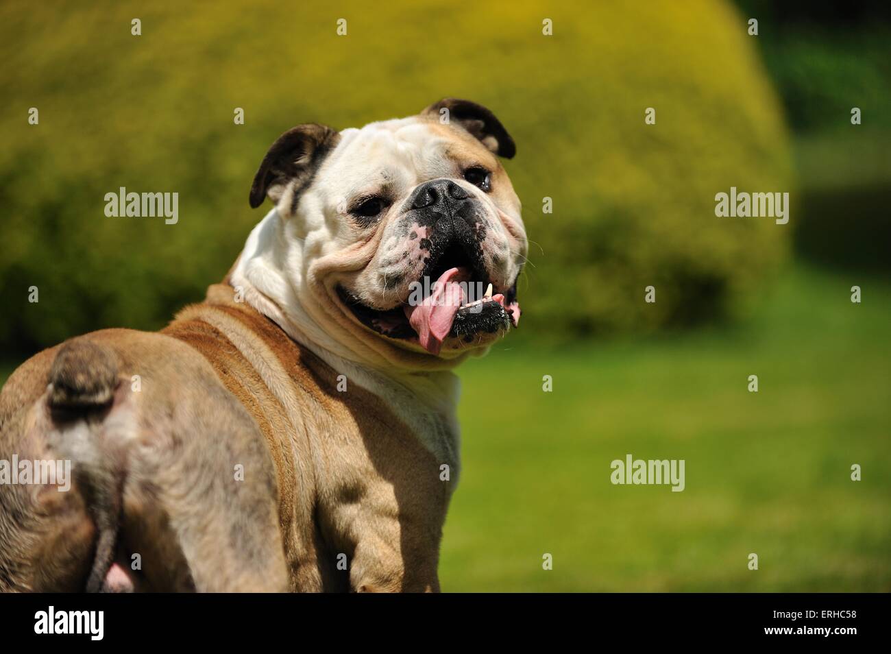 English Bulldog Portrait Stock Photo - Alamy