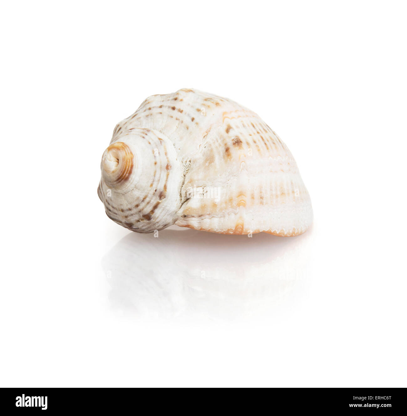 Seashell and rock pool Cut Out Stock Images & Pictures - Alamy
