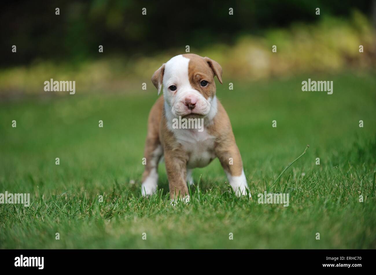 Renascence bulldog hi-res stock photography and images - Alamy