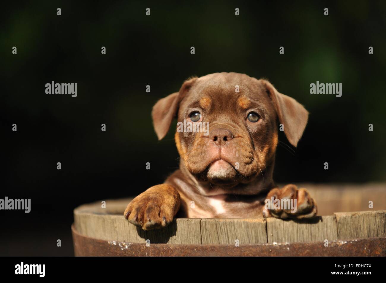 Renascence Bulldog High Resolution Stock Photography and Images - Alamy