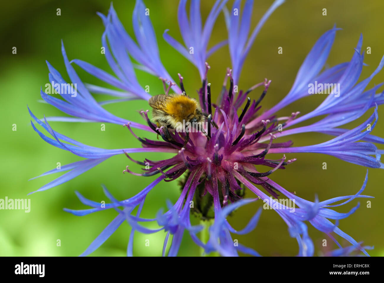 detail of blue mountain cornflower Stock Photo - Alamy