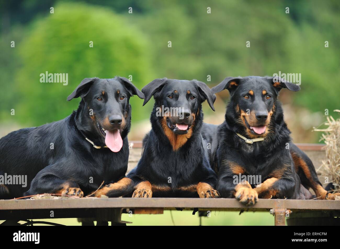 Beauce dog hi-res stock photography and images - Alamy