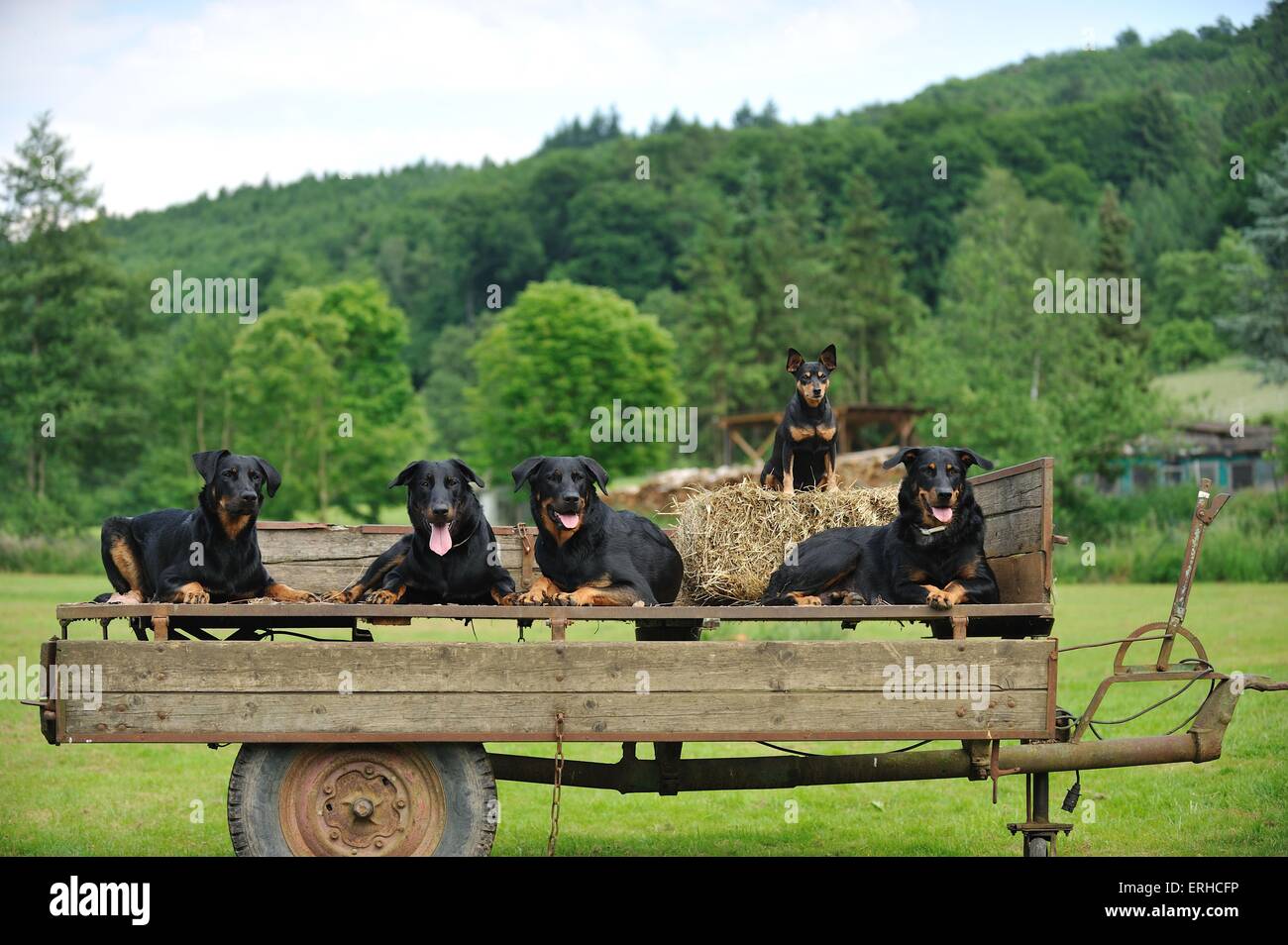 Group dogs big small hi-res stock photography and images - Alamy