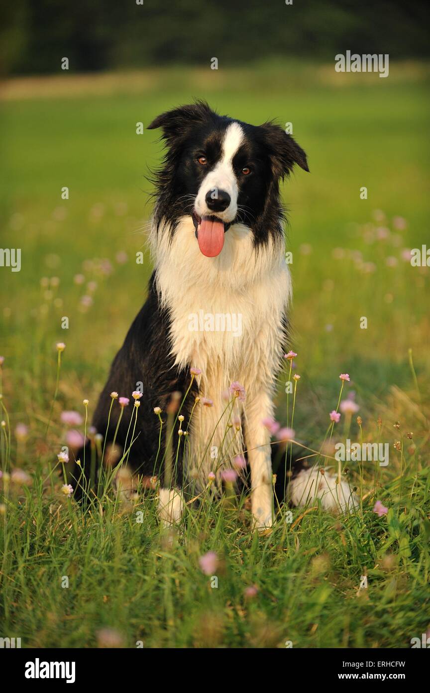sitting Border Collie Stock Photo - Alamy