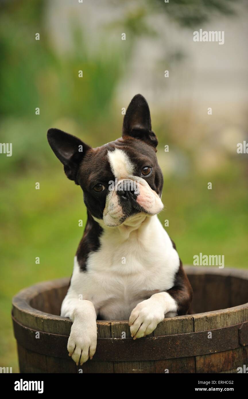 Boston Terrier Portrait Stock Photo - Alamy