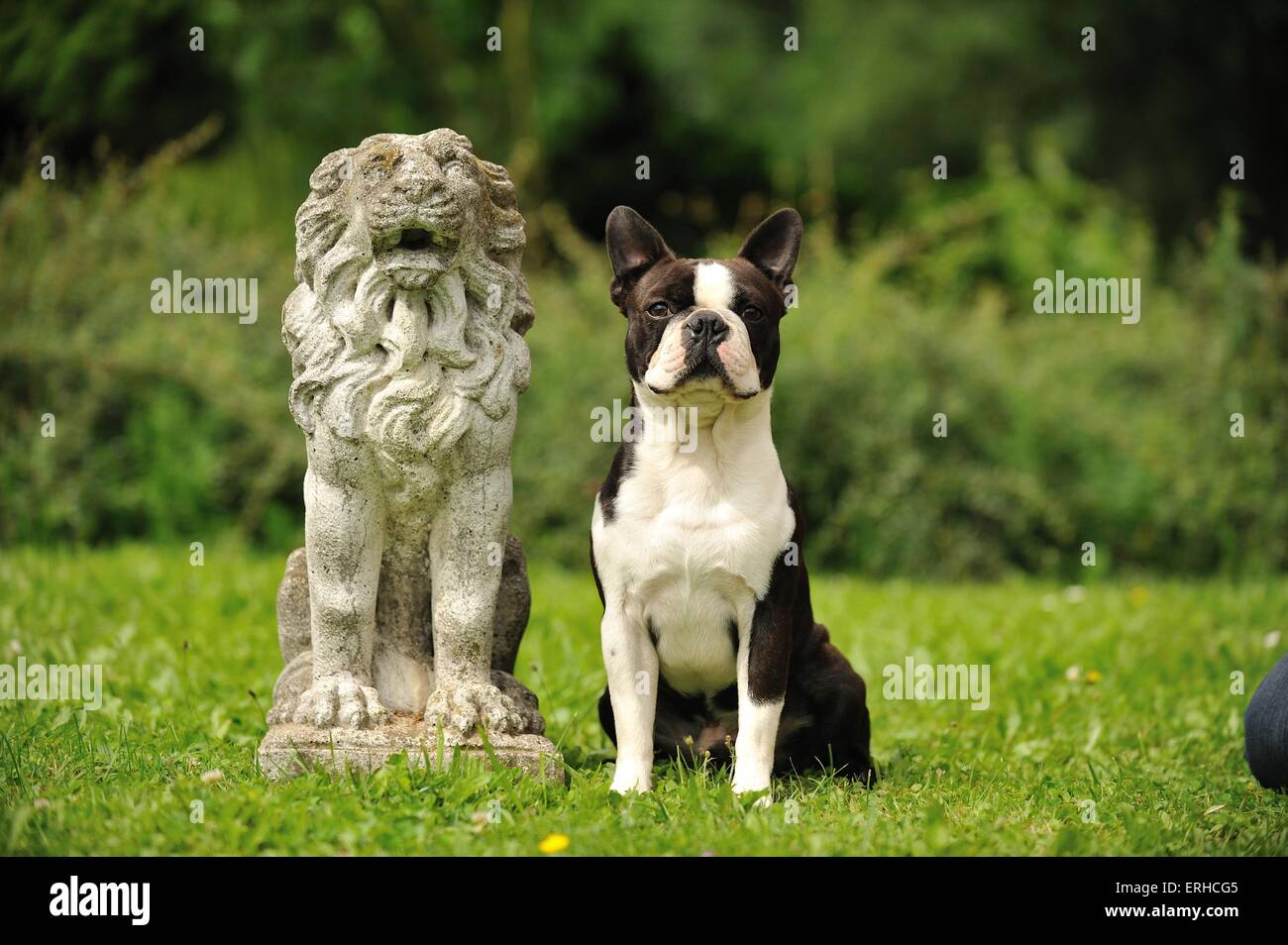 sitting Boston Terrier Stock Photo - Alamy