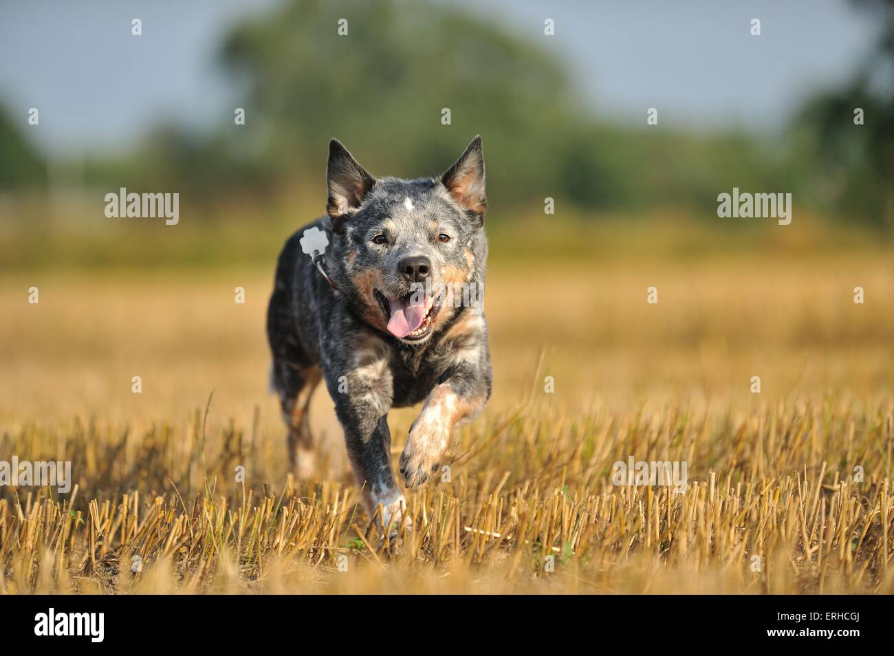 Australian cattle dog hi-res stock photography and images - Alamy