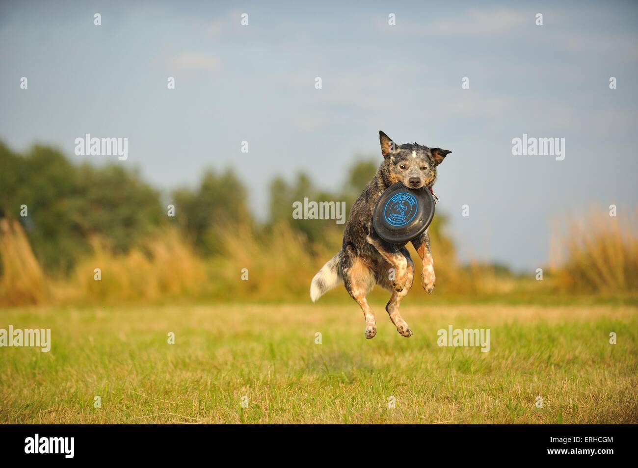 playing Australian Cattle Dog Stock Photo - Alamy