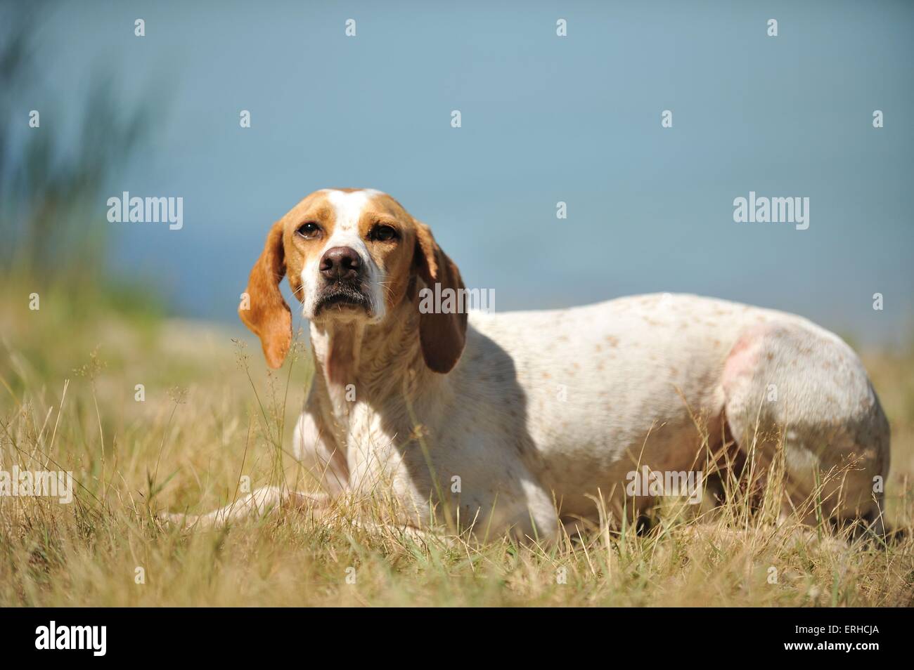 Short haired pointer cross hi-res stock photography and images - Alamy