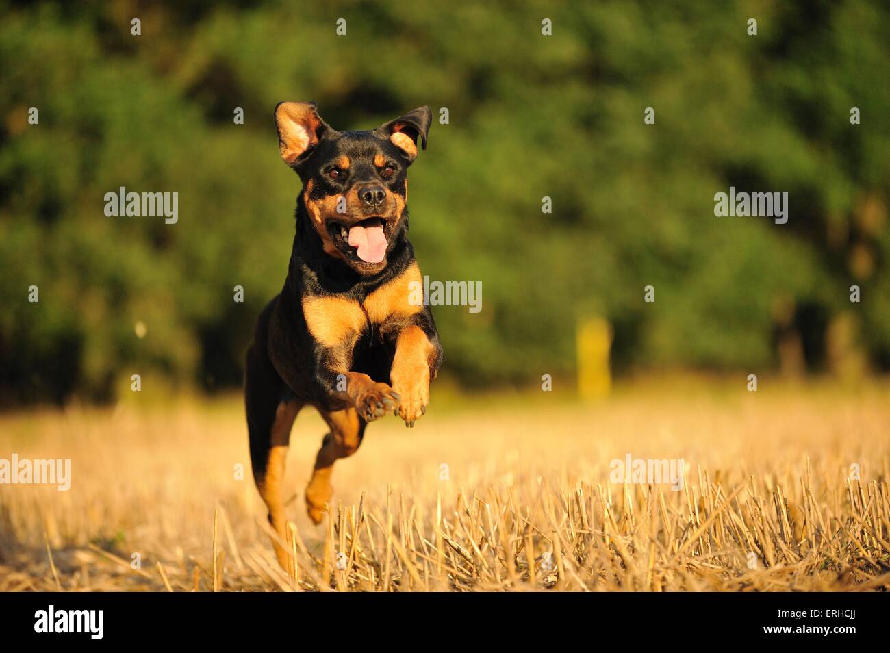 Rottweiler canis lupus familiaris running hi-res stock photography and ...