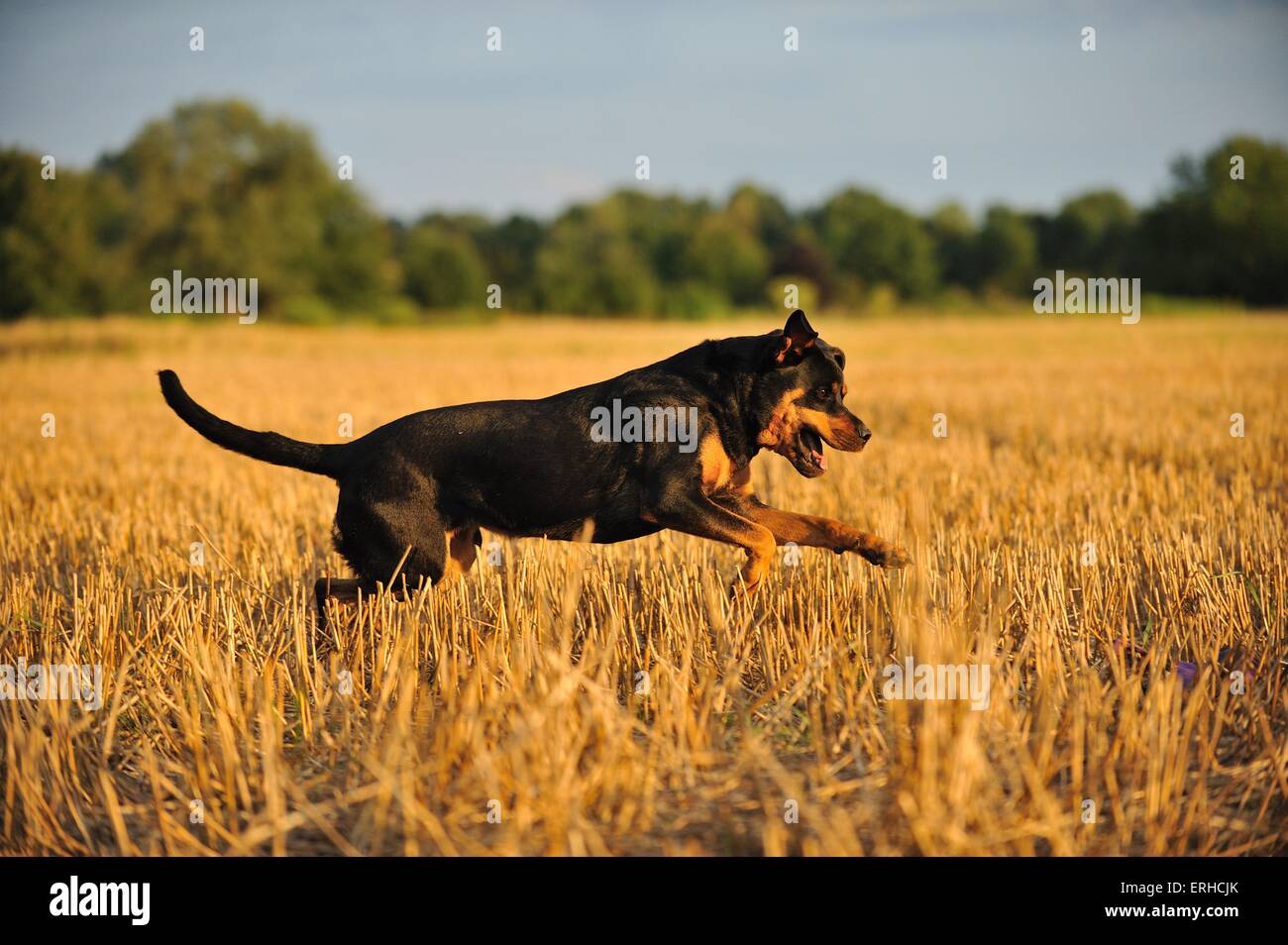 Rottweiler profile hi-res stock photography and images - Alamy