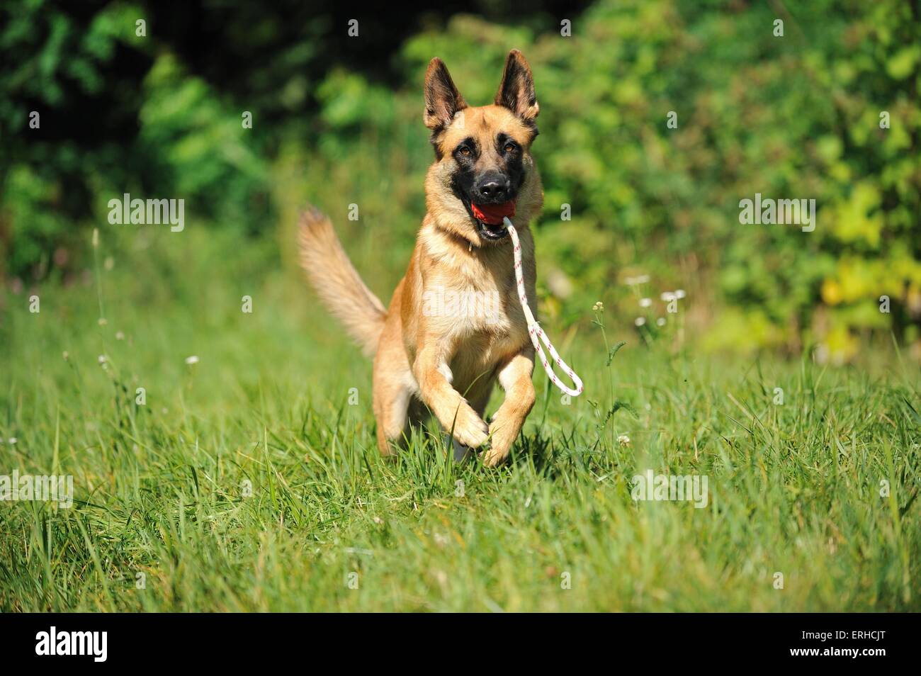 playing German Shepherd Stock Photo - Alamy