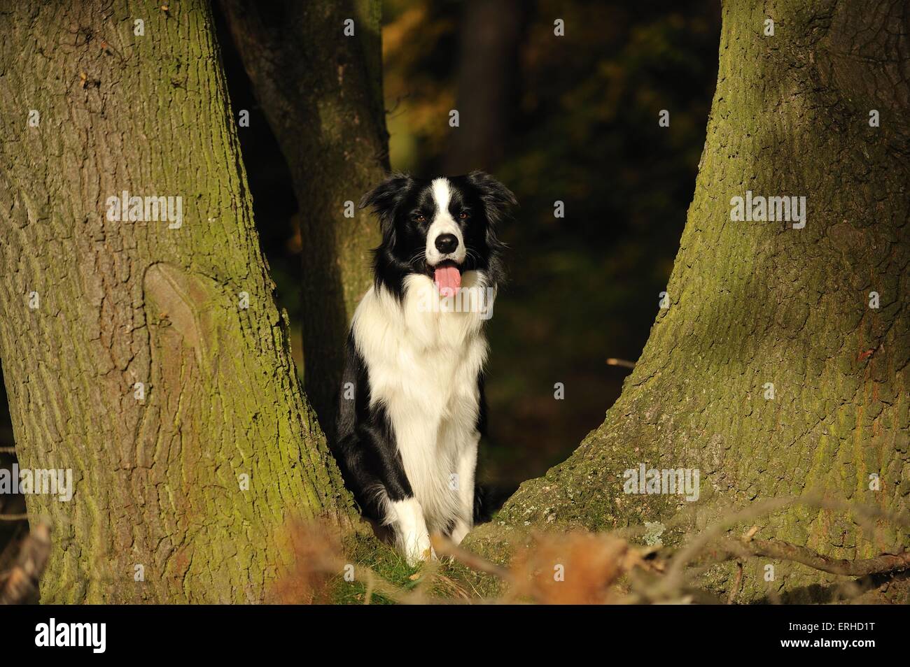 sitting Border Collie Stock Photo - Alamy