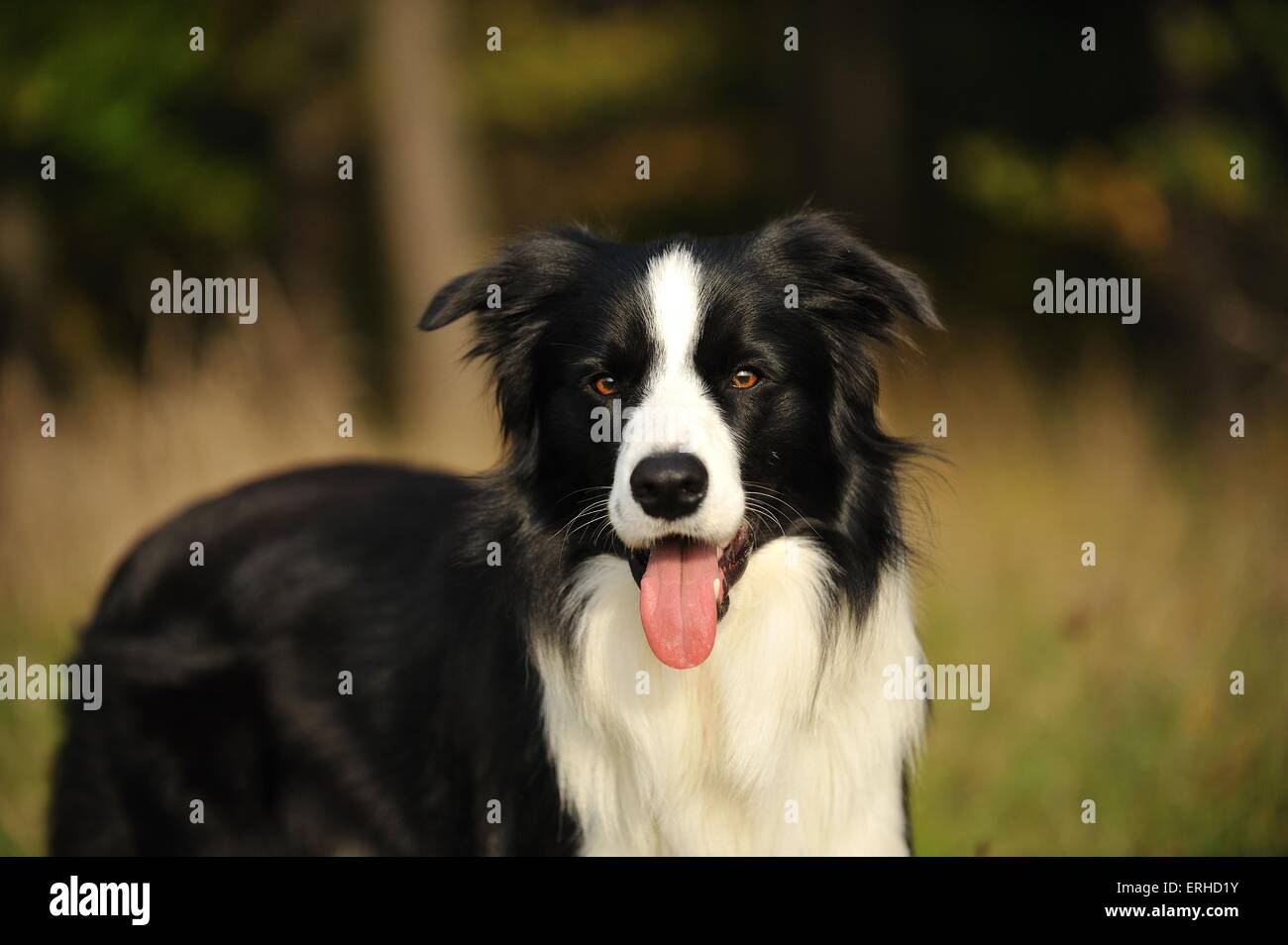Border Collie Portrait Stock Photo - Alamy