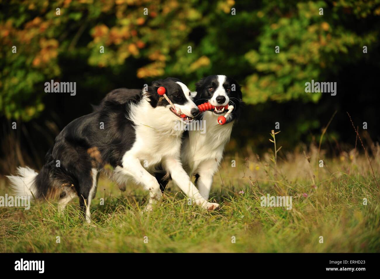 2 Border Collies Stock Photo - Alamy