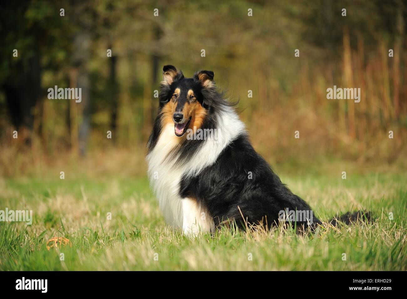sitting longhaired Collie Stock Photo - Alamy