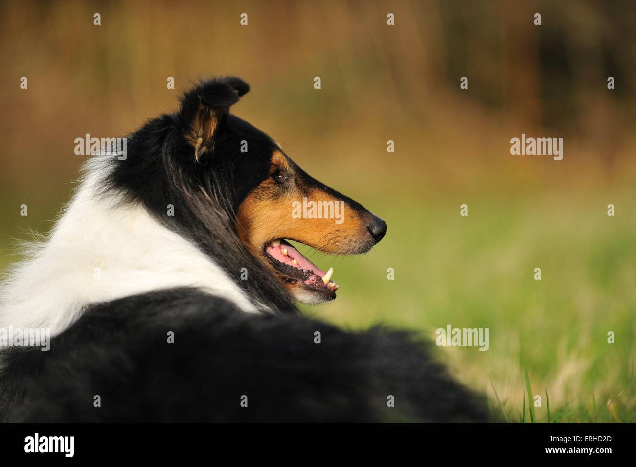 longhaired Collie portrait Stock Photo - Alamy