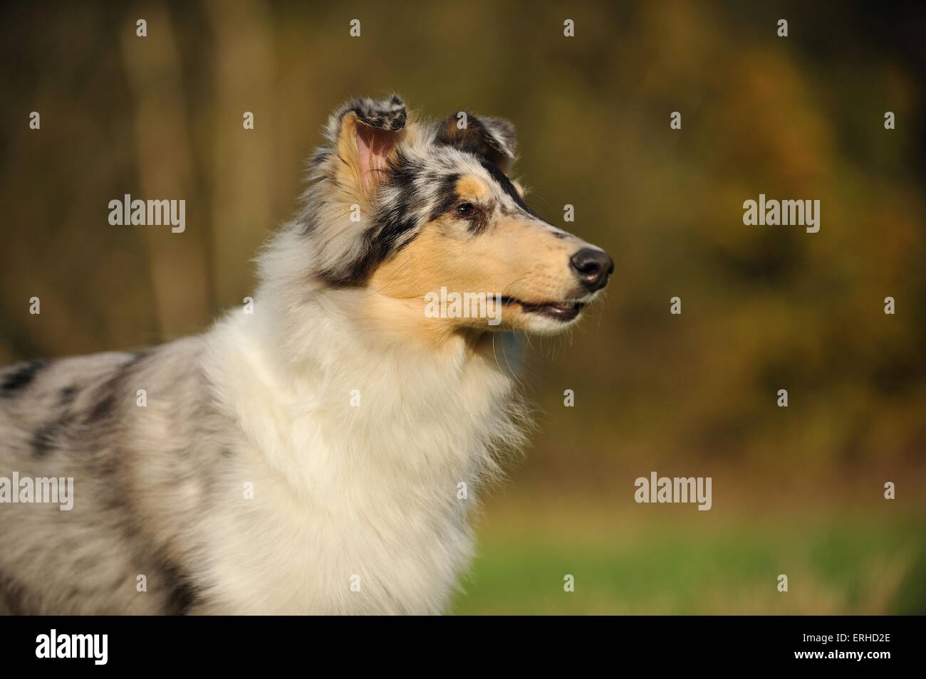 longhaired Collie Portrait Stock Photo - Alamy