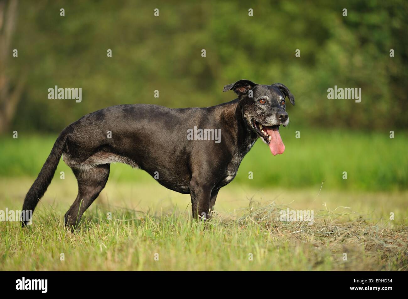 Old staffordshire terrier hi-res stock photography and images - Alamy