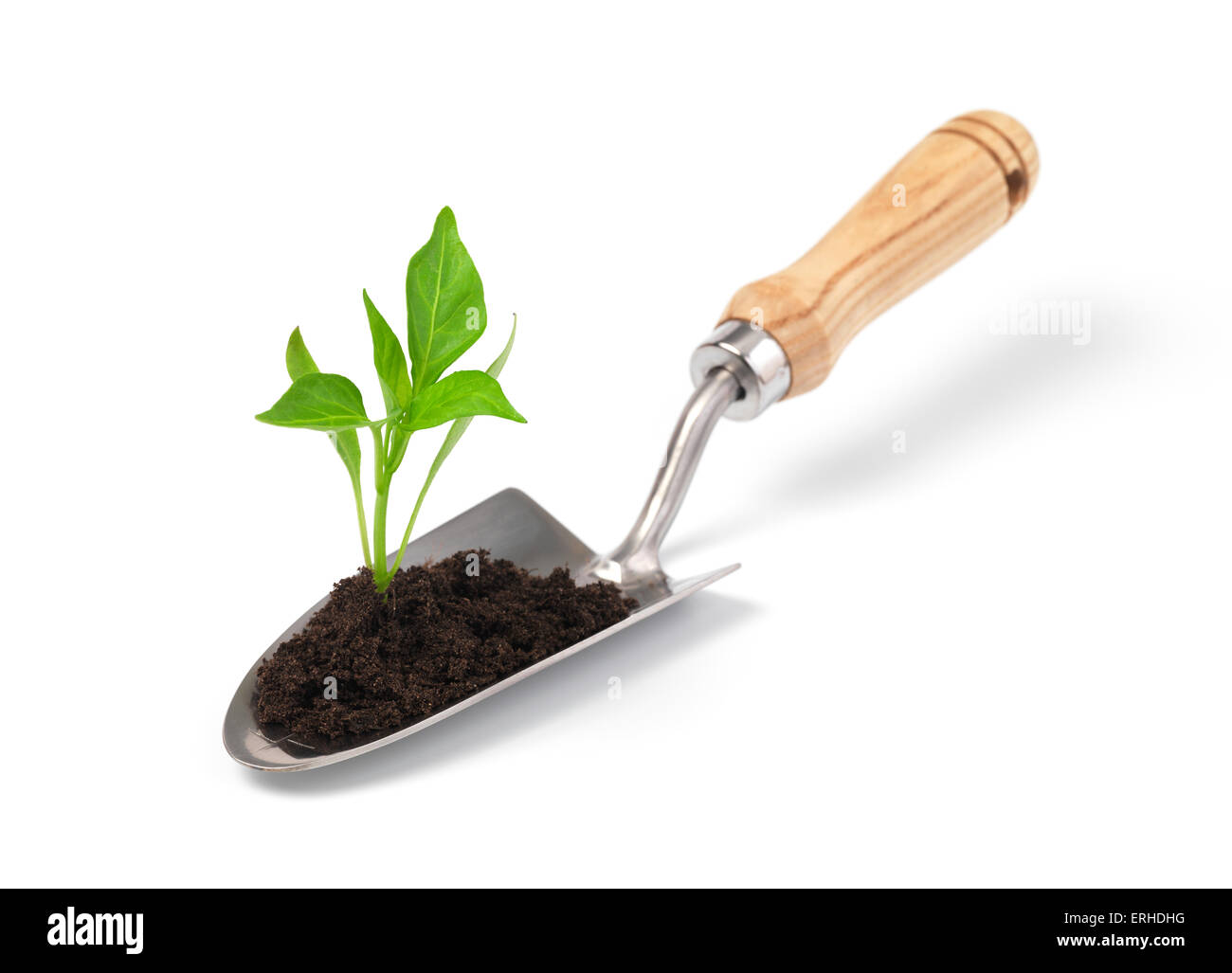 Garden trowel with new growth Stock Photo - Alamy