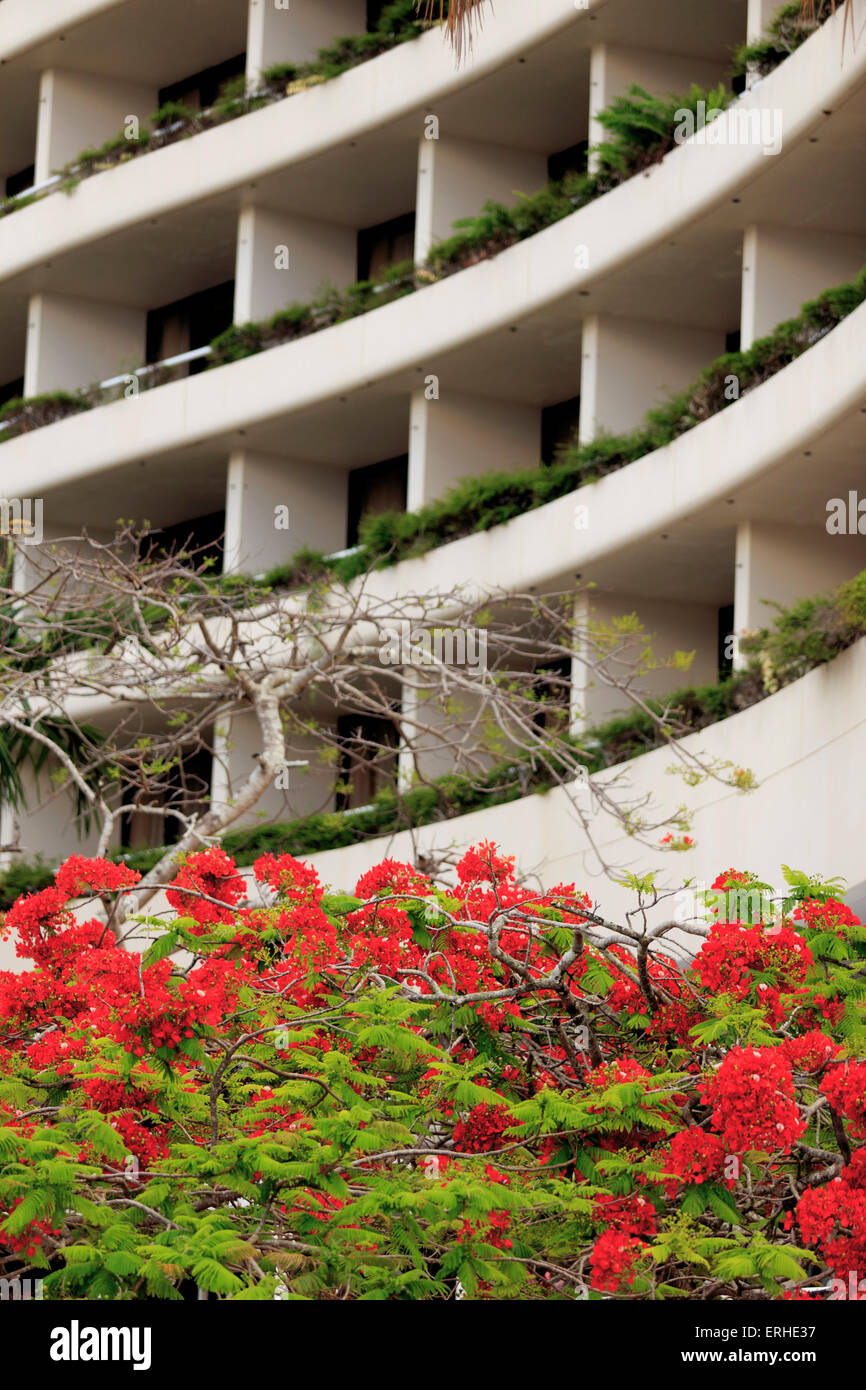 Queensland flame tree hi-res stock photography and images - Alamy