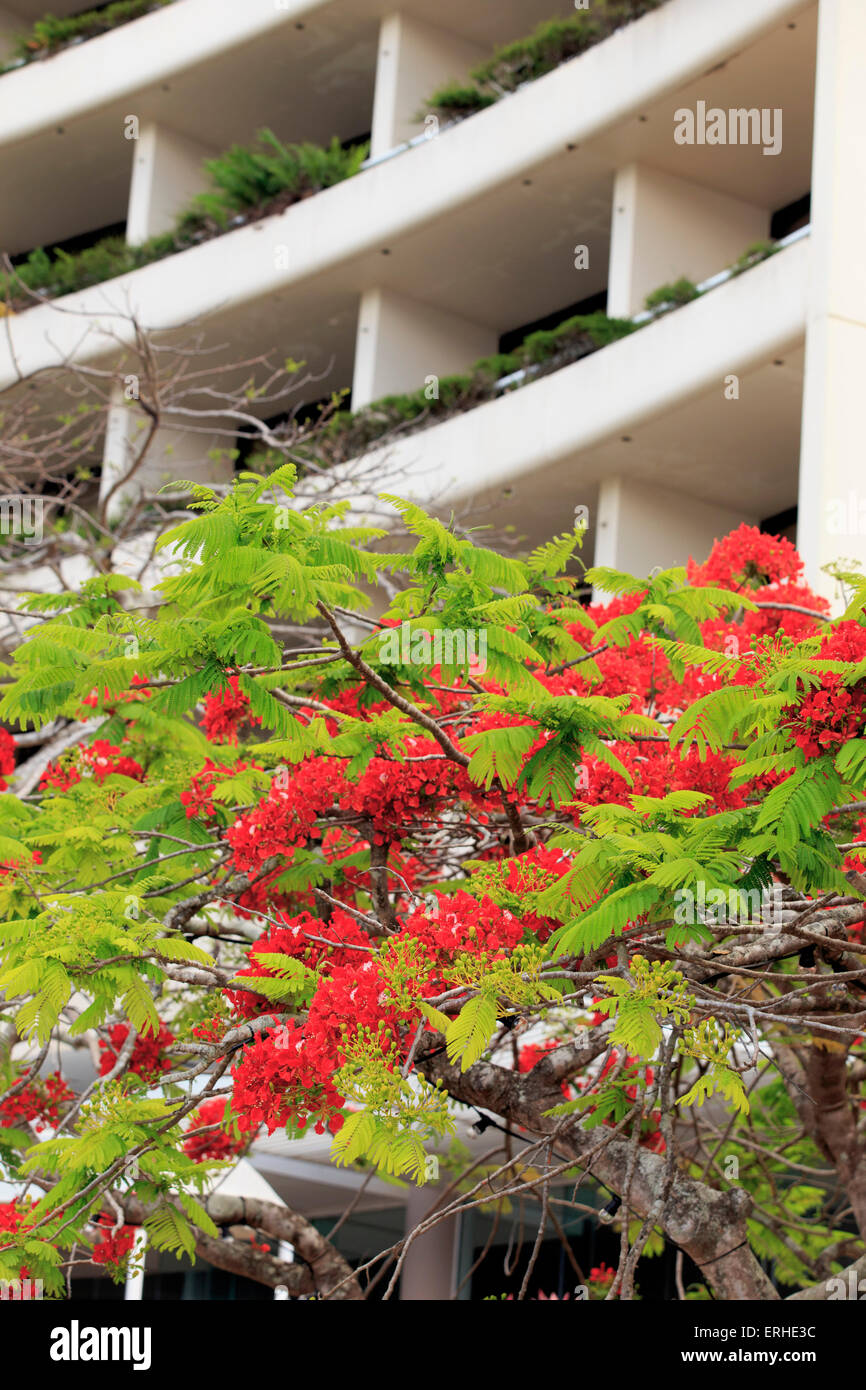 Queensland flame tree hi-res stock photography and images - Alamy