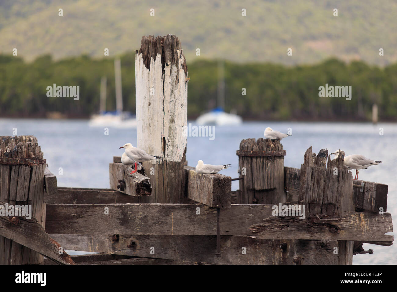 Seagulls roost on an old pier in Trinity Inlet, Cairns, Queensland ...