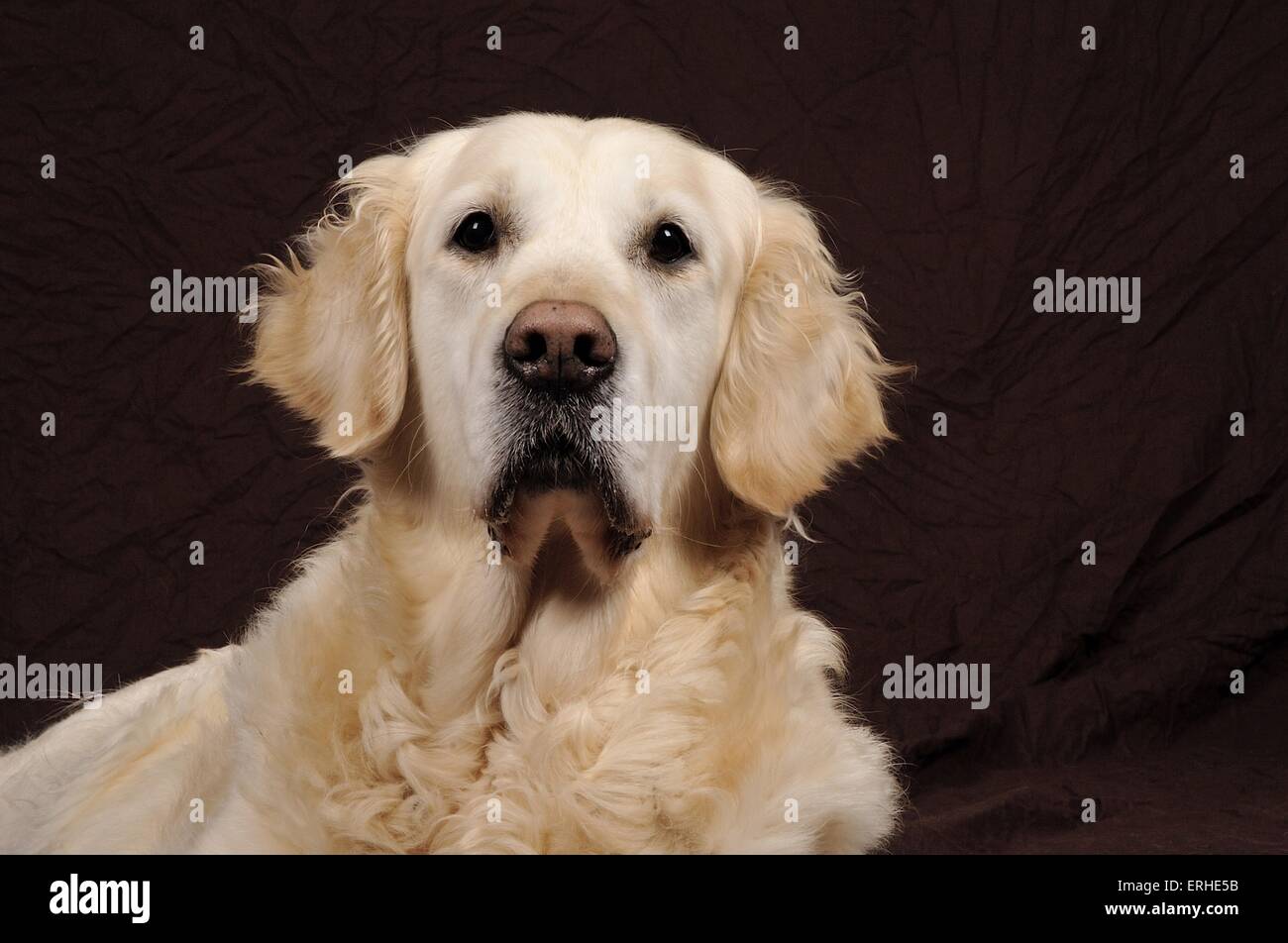 Golden Retriever Portrait Stock Photo - Alamy
