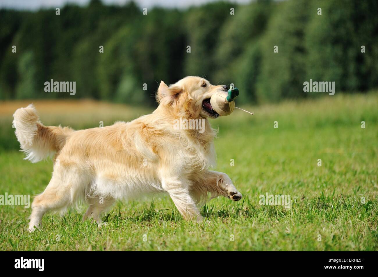retrieving Golden Retriever Stock Photo - Alamy