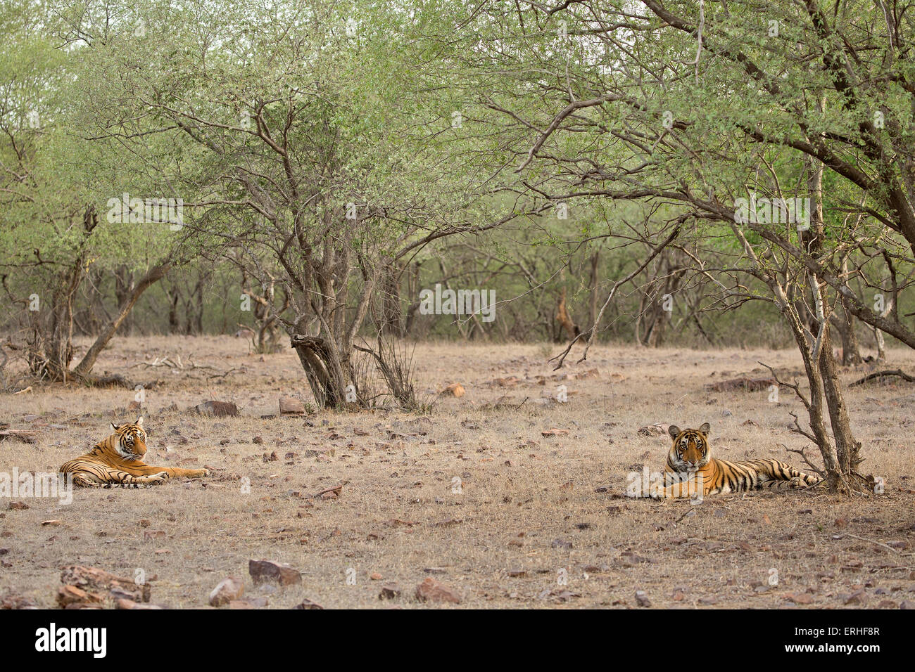 Two tiger cubs sitting and relaxing in a forest Stock Photo - Alamy