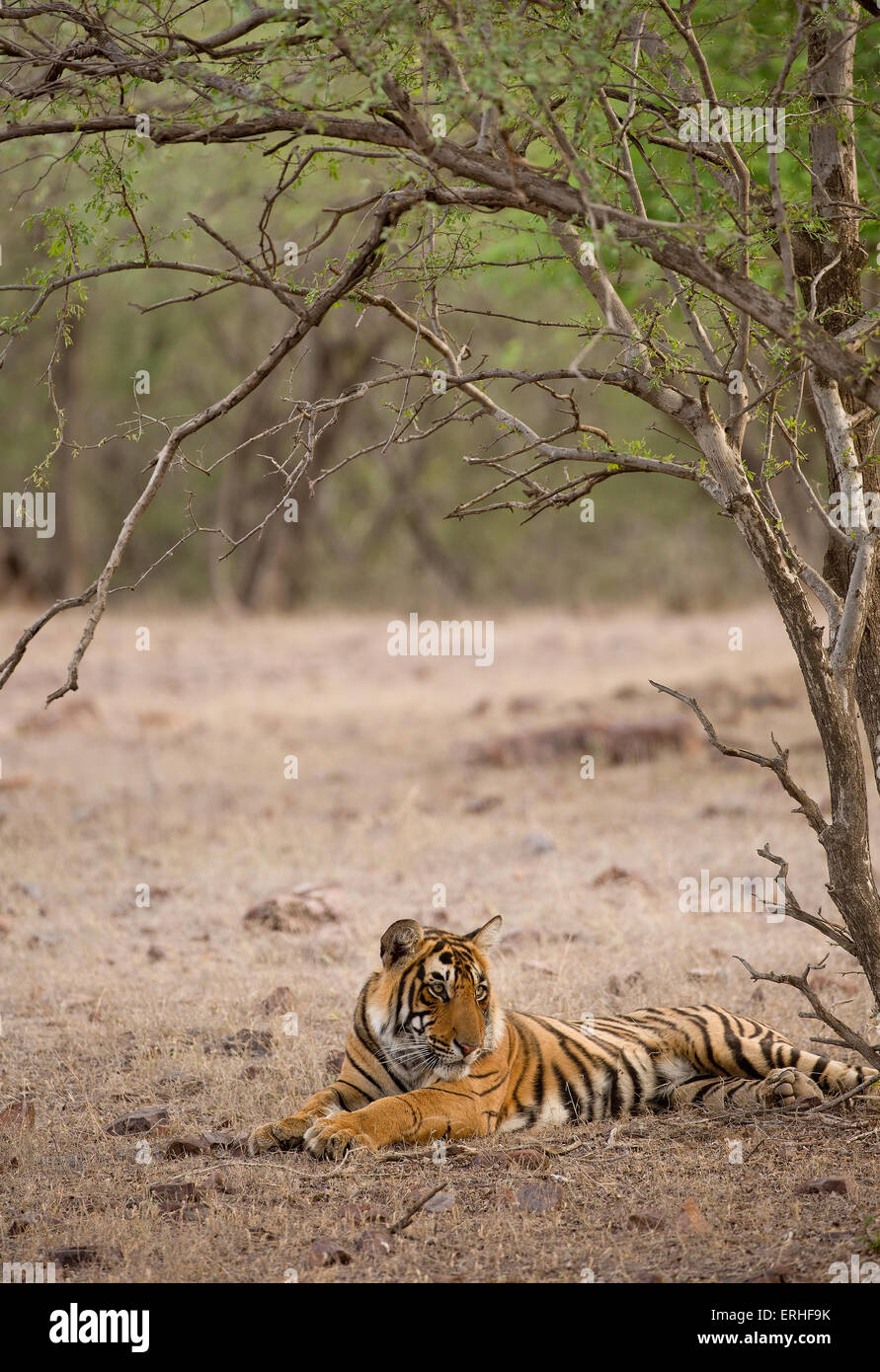 Indian wildlife tiger cub hi-res stock photography and images - Alamy