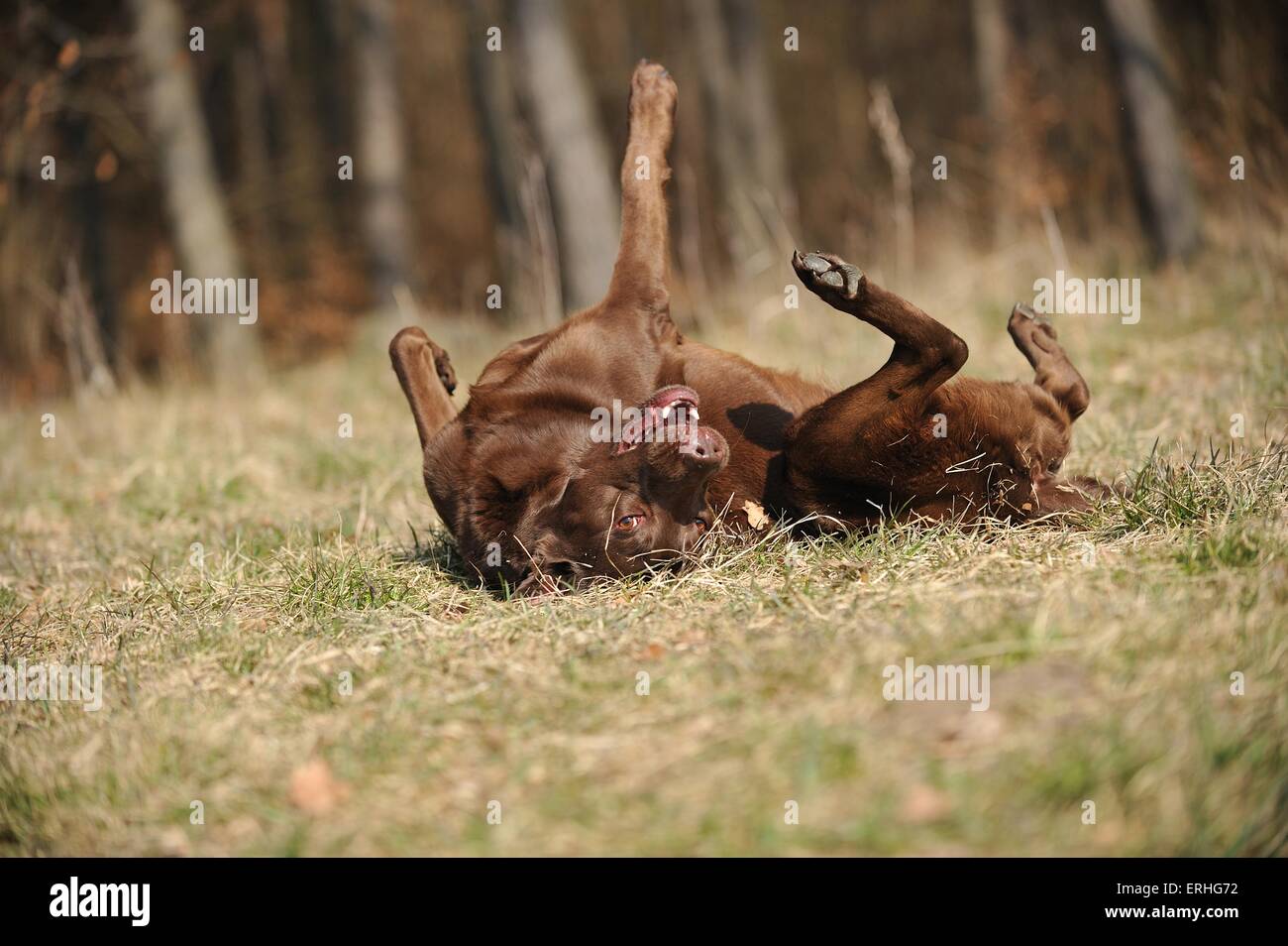 rolling Labrador Retriever Stock Photo - Alamy