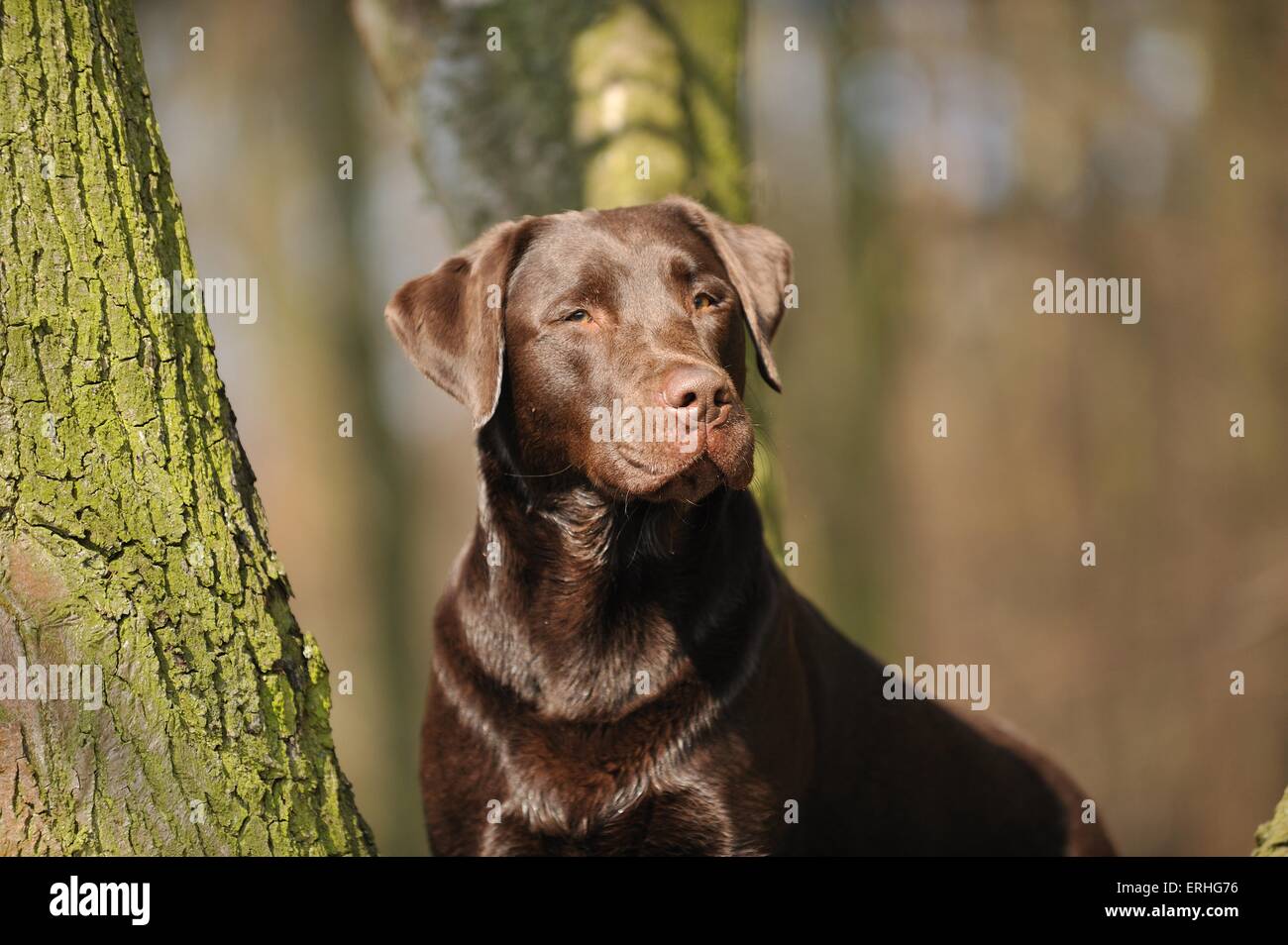 Labrador Retriever Portrait Stock Photo - Alamy