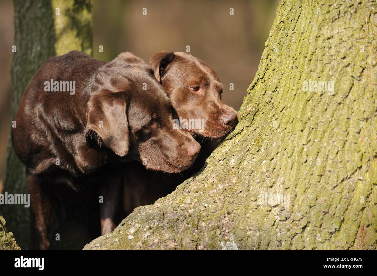 2 Labrador Retrievers Stock Photo - Alamy