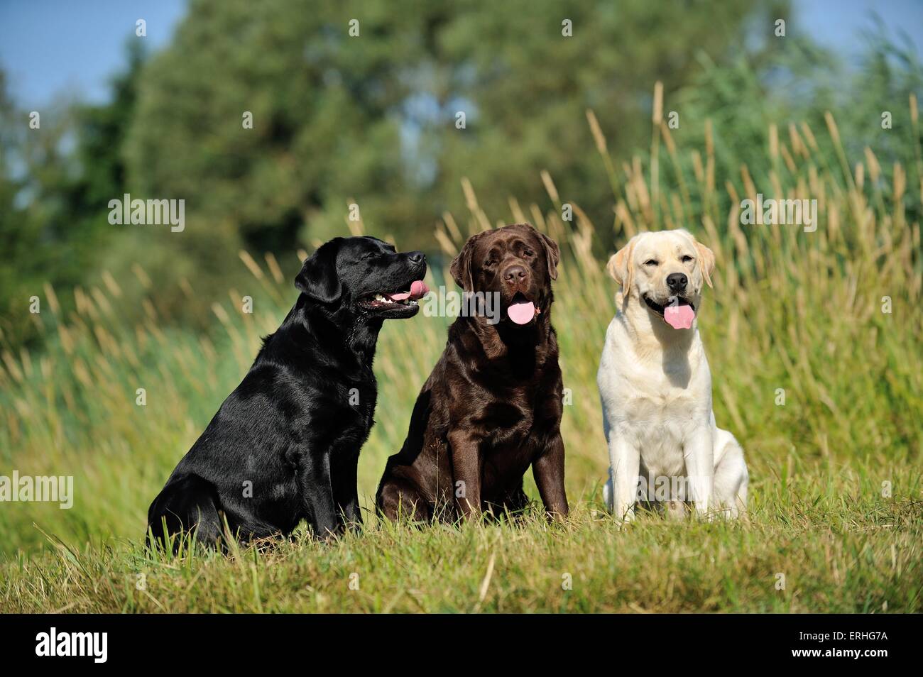 3 Labrador Retrievers Stock Photo - Alamy