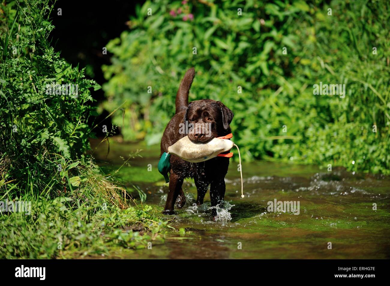 retrieving Labrador Retriever Stock Photo - Alamy