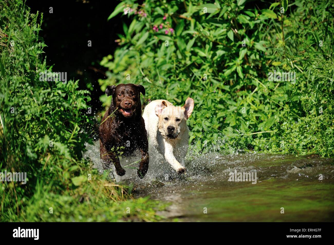 2 Labrador Retrievers Stock Photo - Alamy