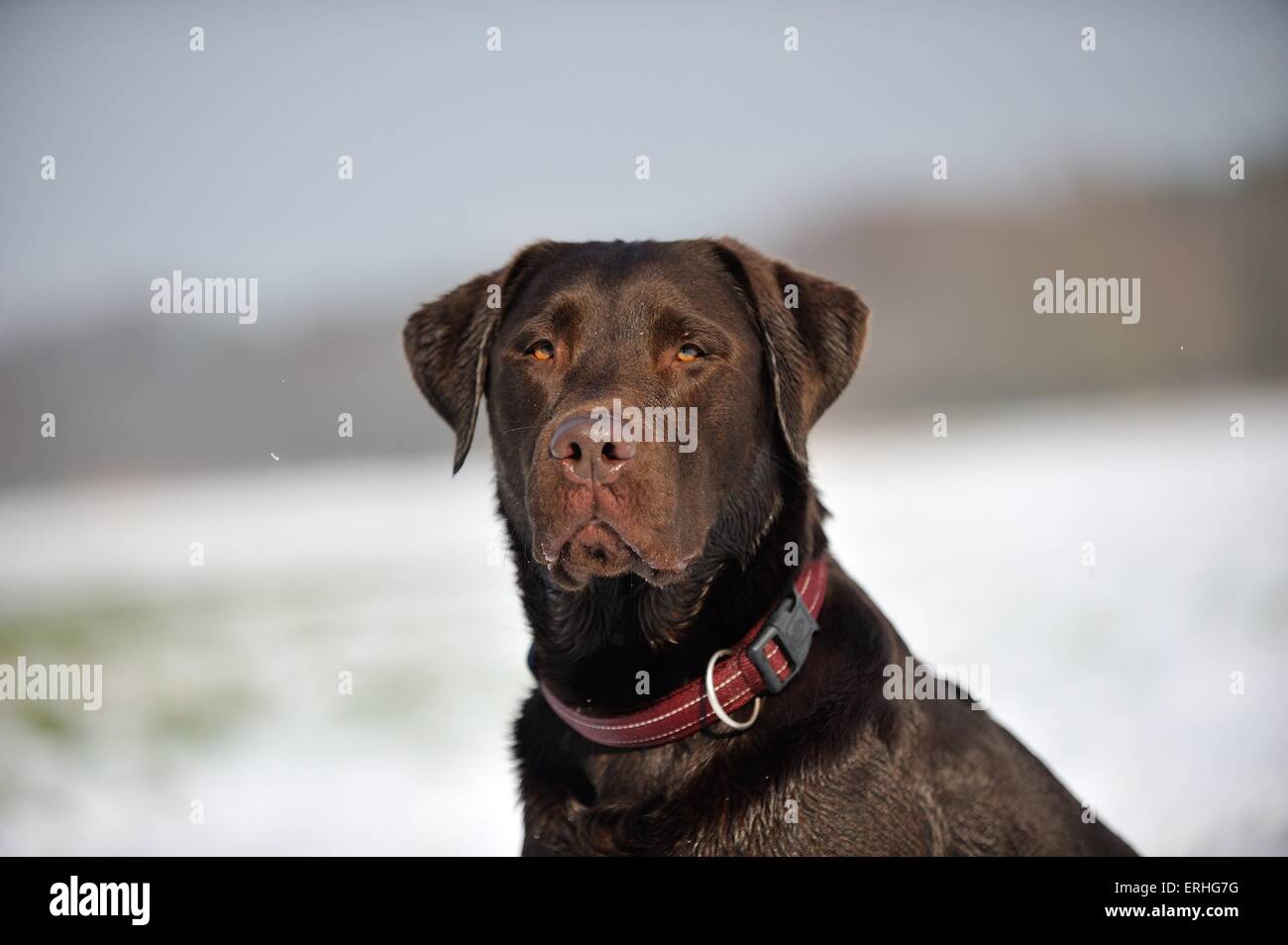 Labrador Retriever Portrait Stock Photo - Alamy