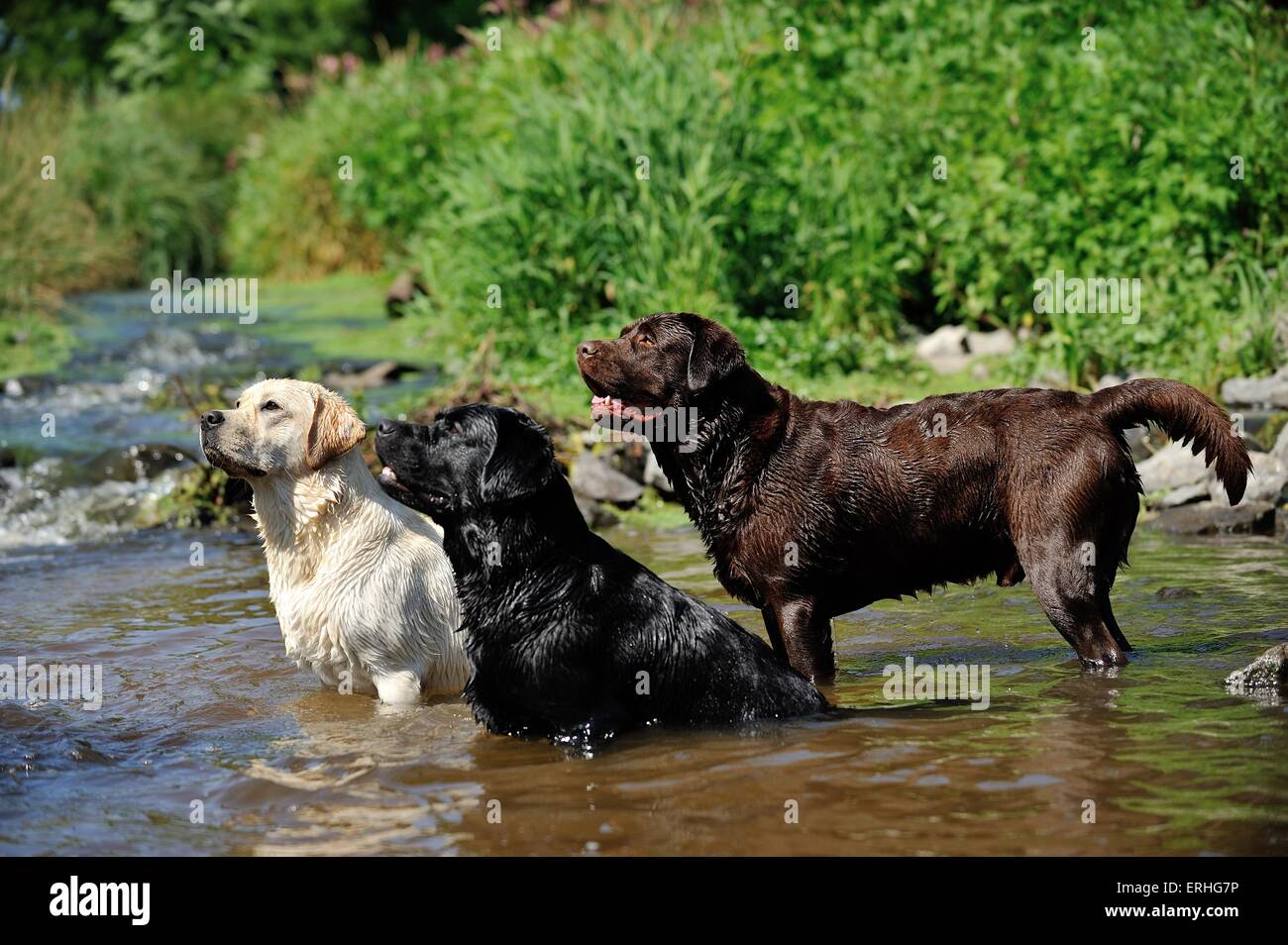 Three black labrador retrievers hi-res stock photography and images - Alamy