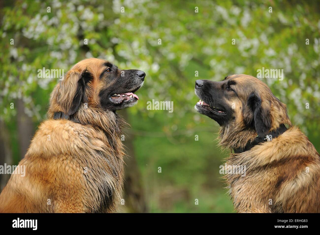 Leonberger profile hi-res stock photography and images - Alamy