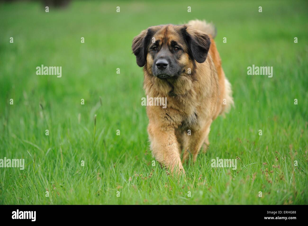 Leonberger running hi-res stock photography and images - Alamy
