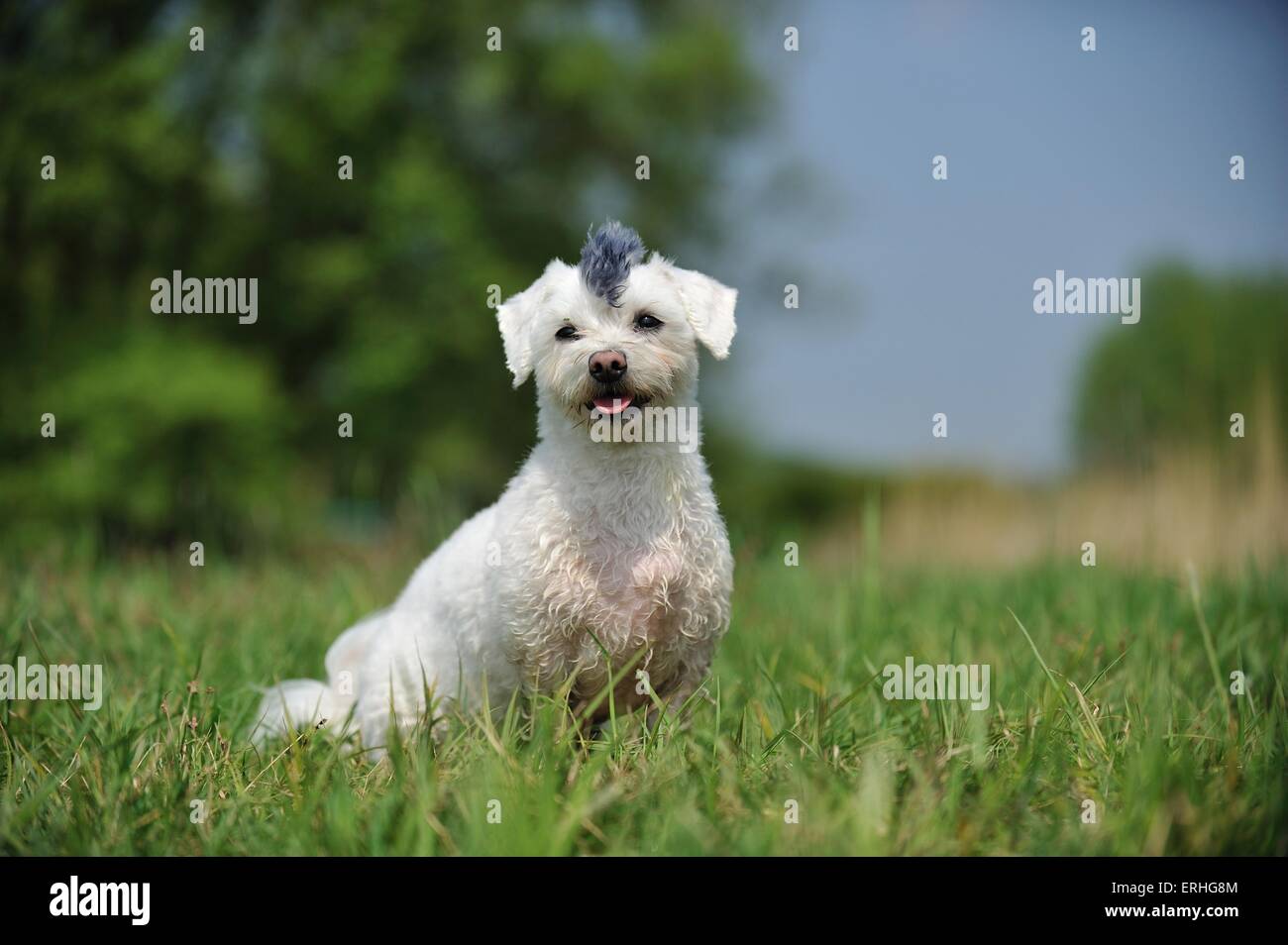 Malteses hi-res stock photography and images - Alamy