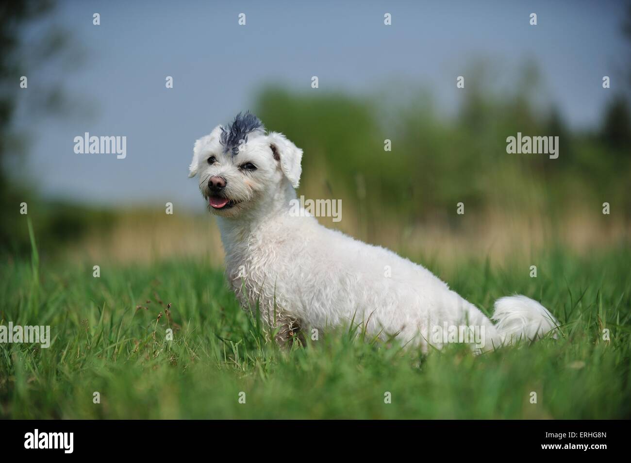 Dog with mohawk hi-res stock photography and images - Alamy