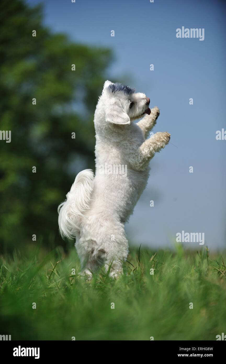 Maltese shows trick Stock Photo - Alamy