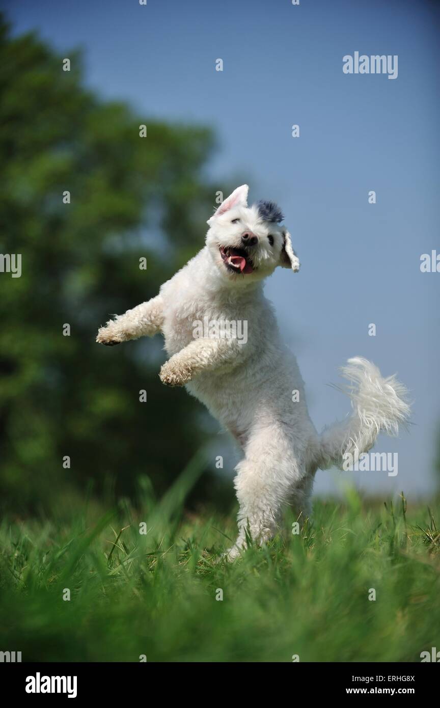 Maltese shows trick Stock Photo - Alamy